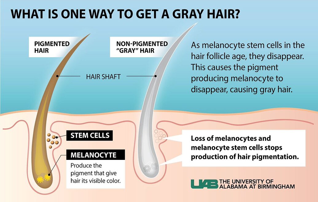 Reverse Gray Hair, Hair Repigmentation - Rapamycin Longevity News