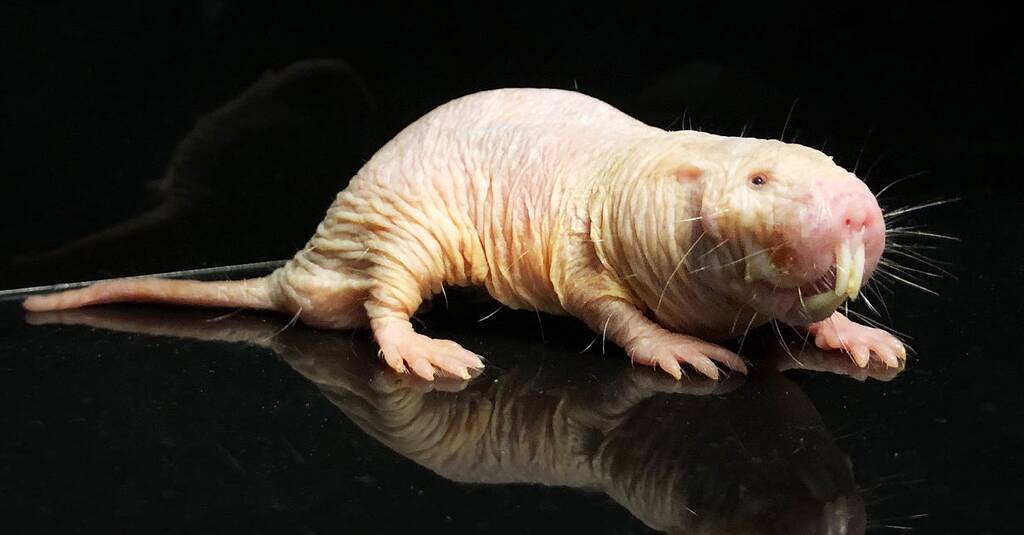 The Oldest Naked Mole Rat - 41 years old and still reproducing ...
