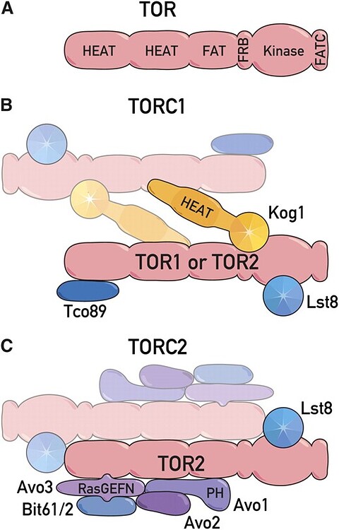 Target of Rapamycin (TOR) in Nutrient Signaling and Growth Control ...