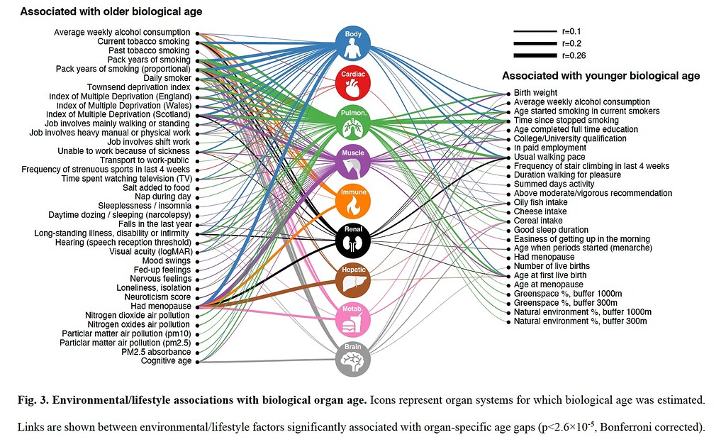 Biological aging of human body and brain systems - Rapamycin Longevity News
